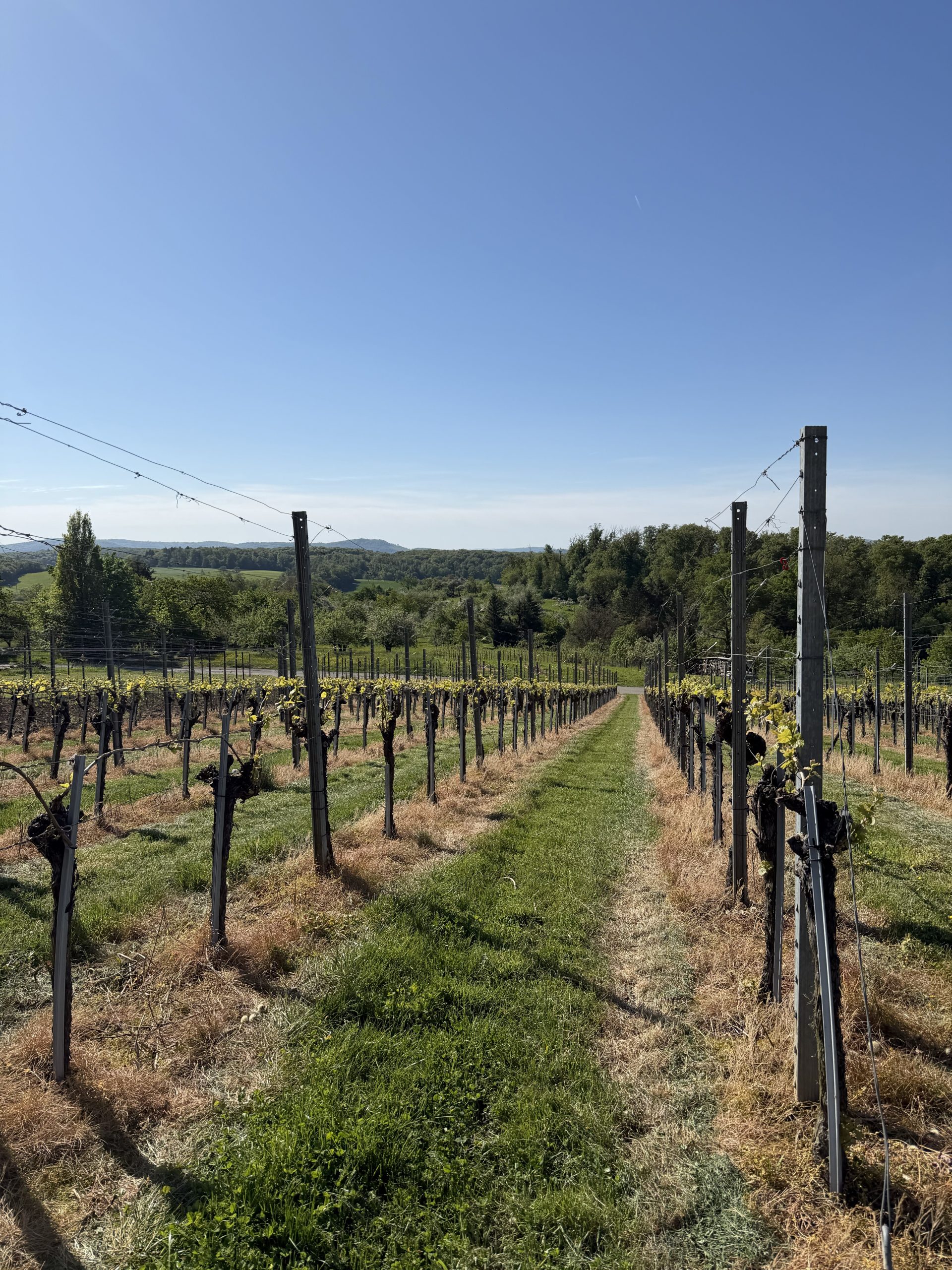 Württemberger Rebsorte: Riesling | „Echt Württemberger“ Blog