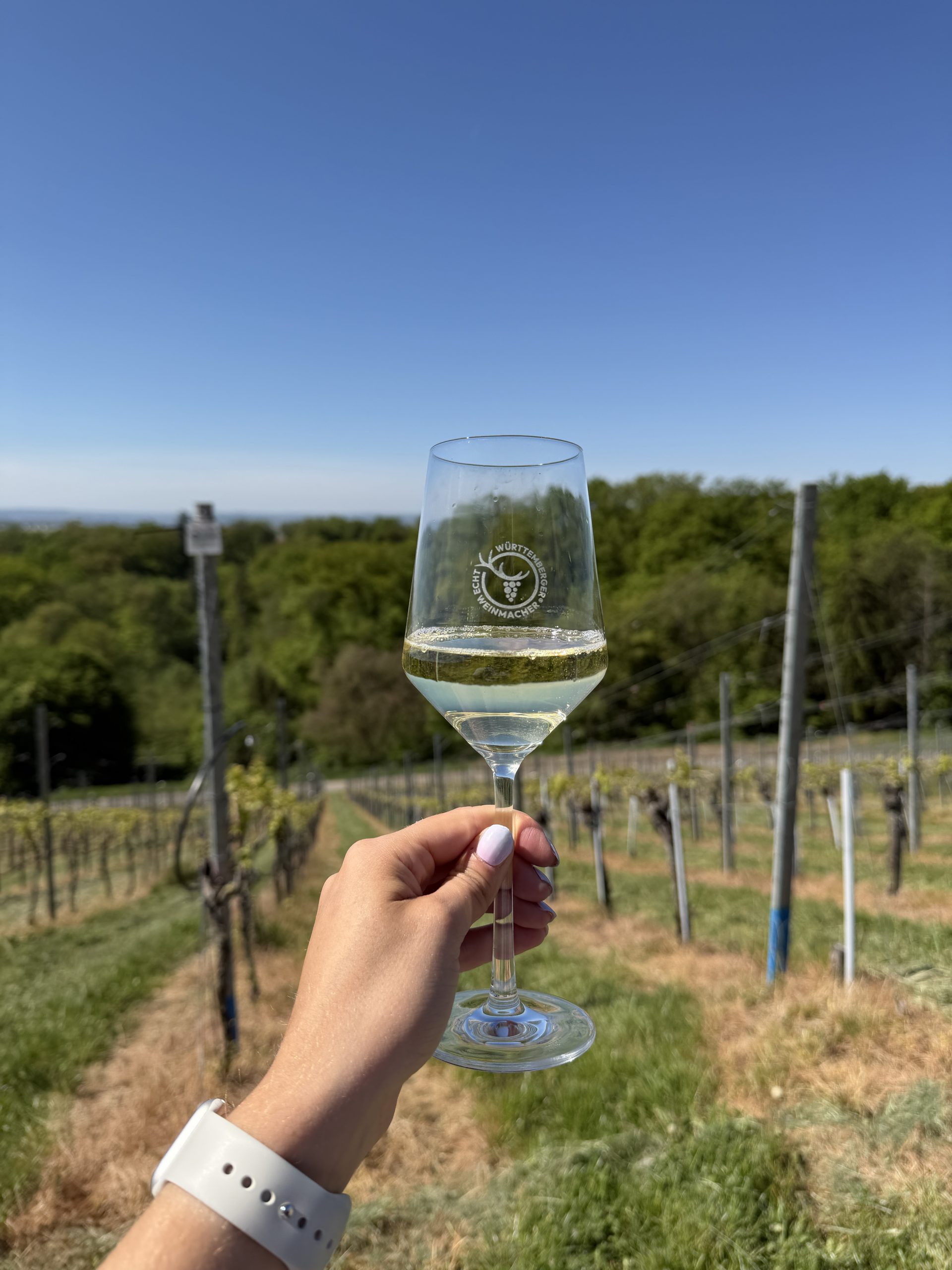 Württemberger Rebsorte: Riesling | „Echt Württemberger“ Blog